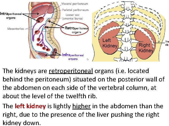 The kidneys are retroperitoneal organs i e located