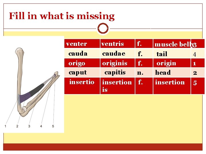 Basic medical terminology 6 IIIRD DECLENSION CONSONANT STEMS
