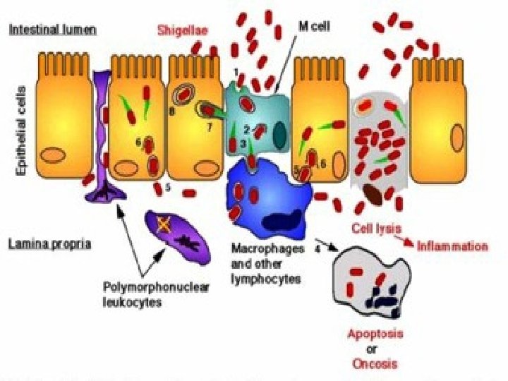 Shigella dysentery bacterium 1 General Characteristics of Shigella