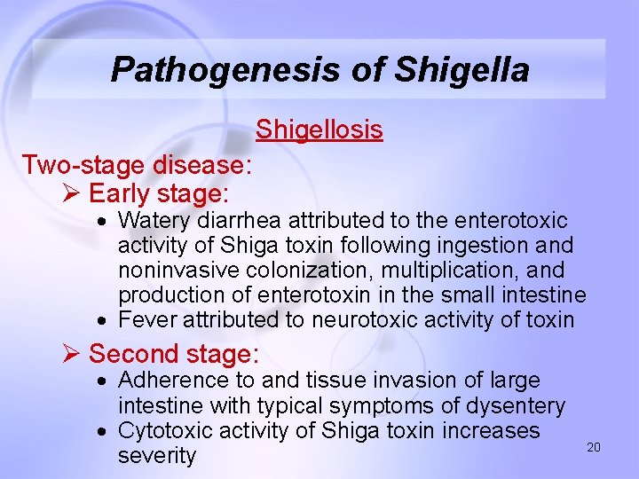 Shigella dysentery bacterium 1 General Characteristics of Shigella
