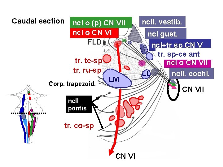 Brainstem Mesencephalon Pons Medulla oblongata nuclei of CN