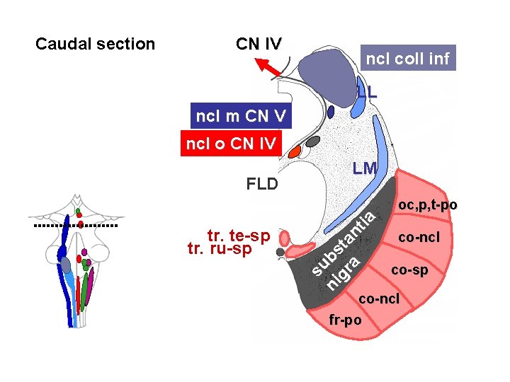Brainstem Mesencephalon Pons Medulla oblongata nuclei of CN