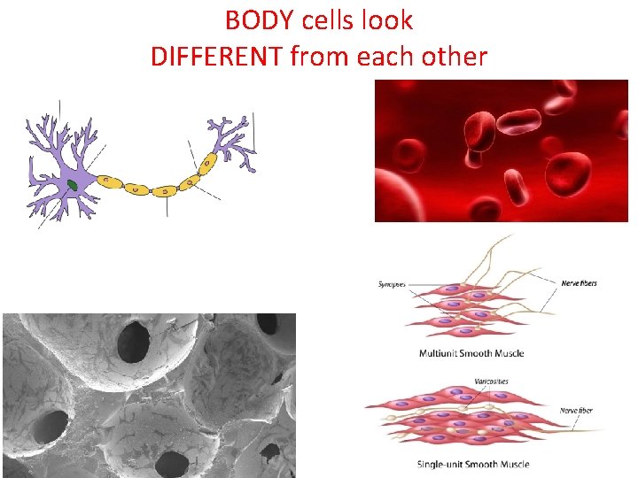 CELLULAR REPRODUCTION Body Cells Somatic Cells What are