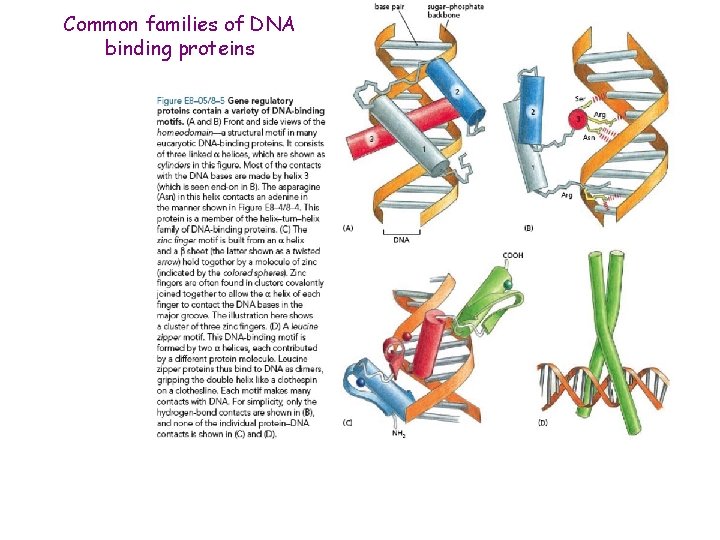 Biochem 201 Biological Regulatory Mechanisms Lecture 2 Carol