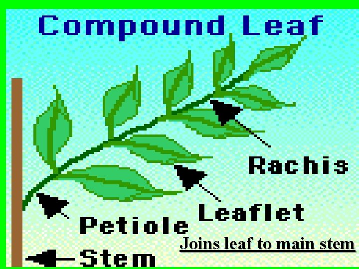 THE PLANT KINGDOM 7 Basic needs of plants