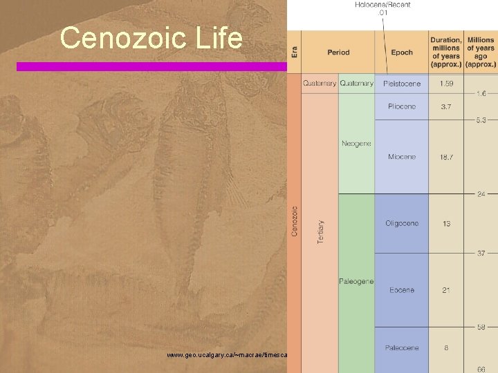 Cenozoic Life www geo ucalgary camacraetimescaletimescale gif Cenozoic