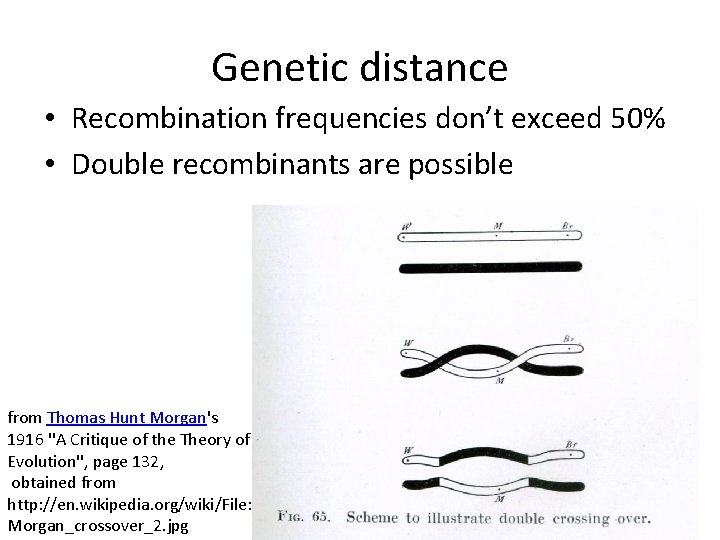 Types of genome maps Physical based on bp