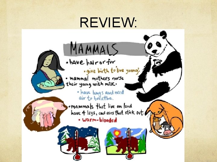 VERTEBRATE ANIMALS BY ANA RUPEREZ Leaf tale chameleon