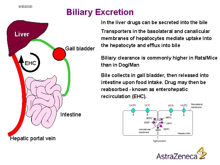 9302020 Advanced Medicinal Chemistry Lecture 4 Drug Metabolism