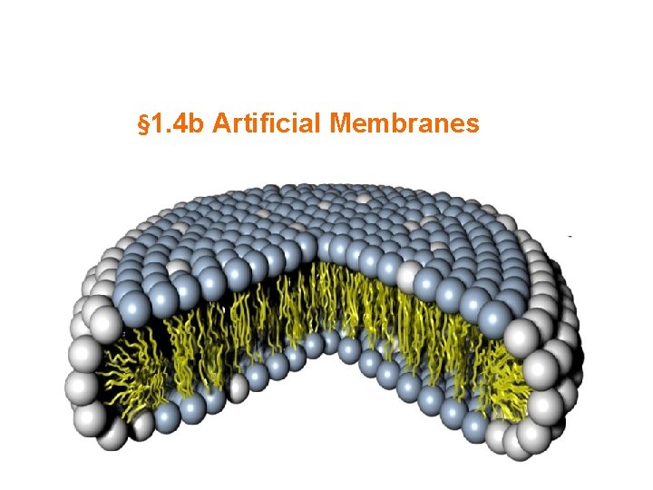 I MEMBRANE BIOCHEMISTRY 1 4 Biological Membranes 1