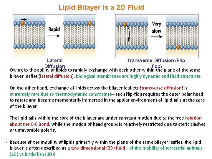 I MEMBRANE BIOCHEMISTRY 1 4 Biological Membranes 1