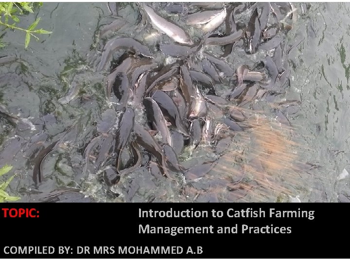 TOPIC Introduction to Catfish Farming Management and Practices
