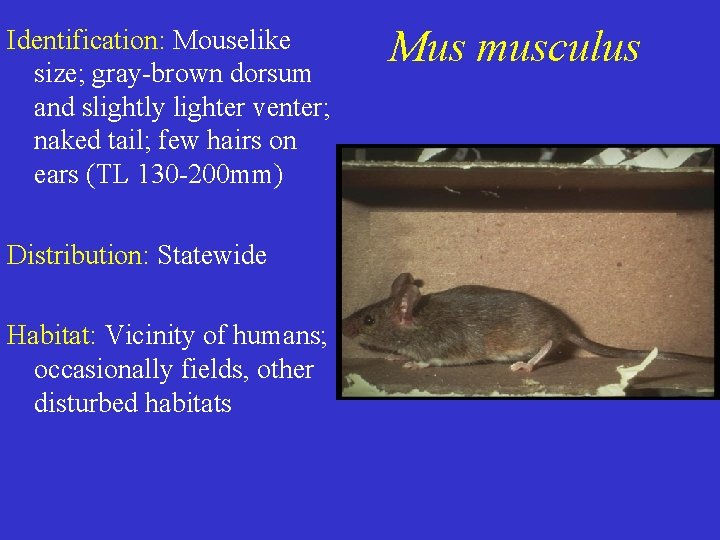 Diastema 1 pair incisors Ears shorter than tail