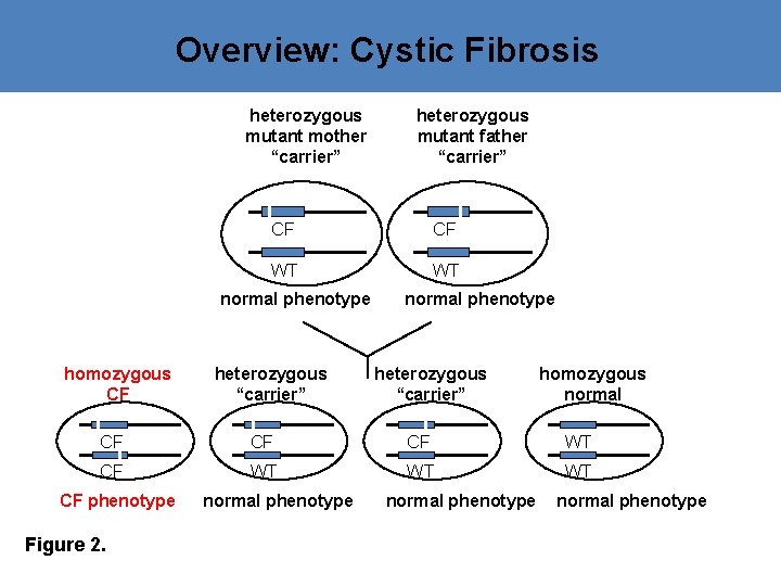 Treating Cystic Fibrosis Using SNitrosothiol Compounds Objective This