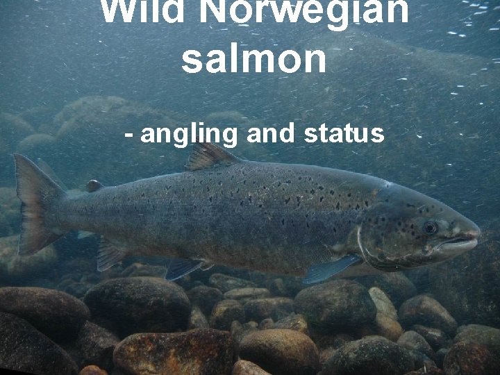 Wild Norwegian salmon angling and status The sunny