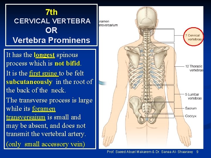 CERVICAL VERTEBRAE Prof Saeed Abuel Makarem Dr Sanaa