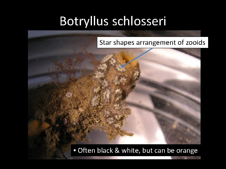 Tunicates Botrylloides violaceous Large zooids openings obvious Orange