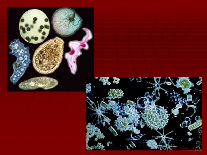 Classification grouping of different types of organisms based