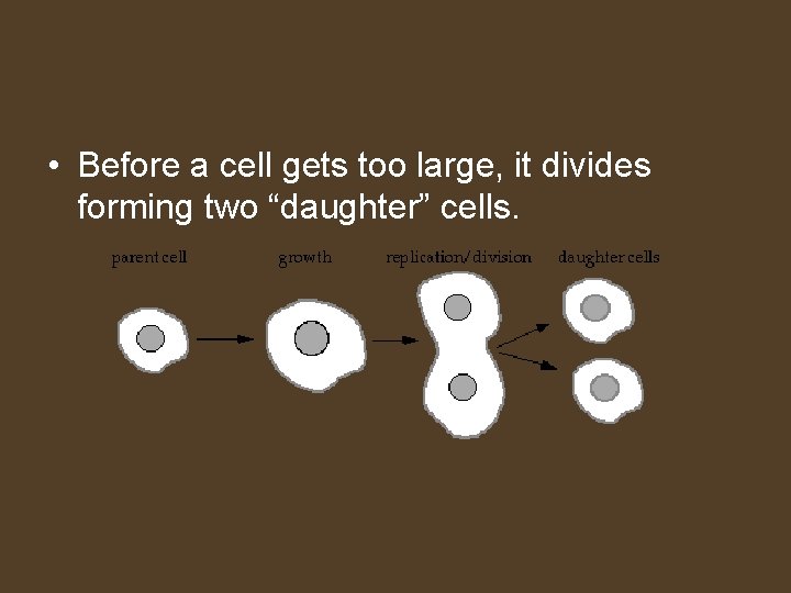 Cell Growth Before a cell gets too large