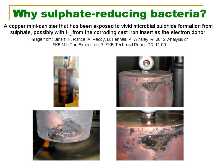 Distribution and activity of sulphatereducing bacteria in sp