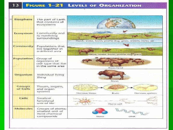 Parts of the Ecosystem What is Ecology Study