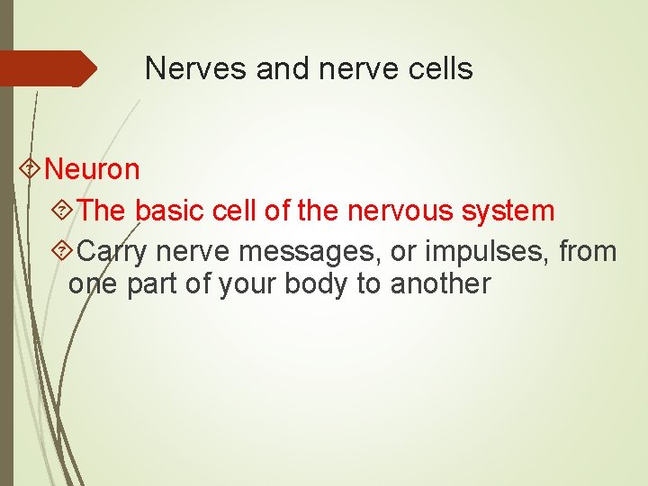 Nervous System Video Nerves and nerve cells Neuron