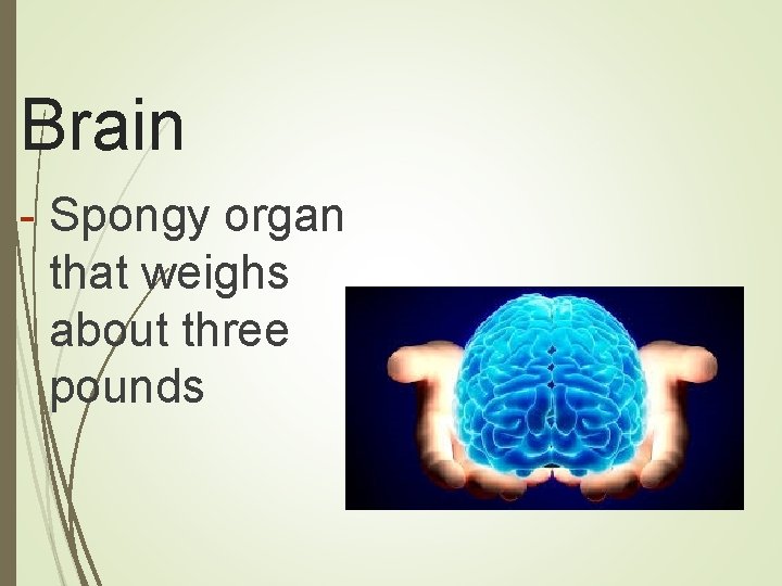 Nervous System Video Nerves and nerve cells Neuron