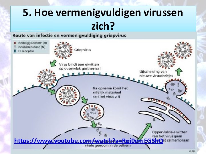 1 Bouw van virussen 1 Bouw van virussen