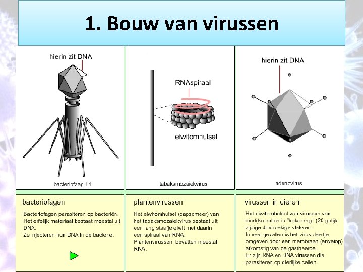 1 Bouw van virussen 1 Bouw van virussen