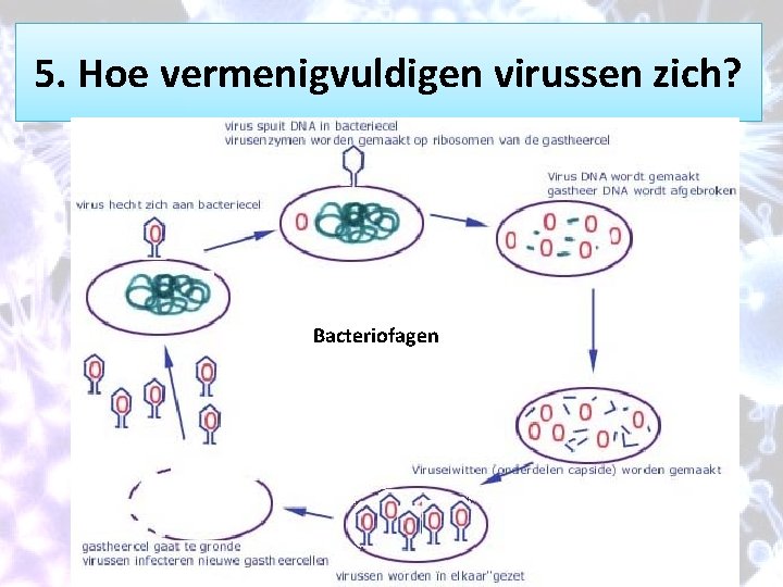 1 Bouw van virussen 1 Bouw van virussen