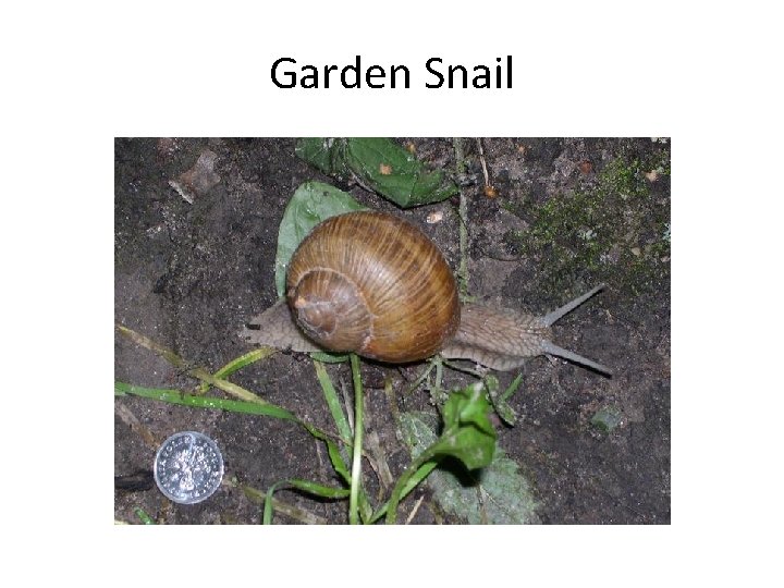 Phylum Mollusca The softbodied animals with a calcium