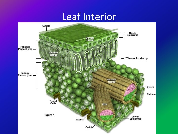 Plant Anatomy Presented by Brennan Hyden Parts of