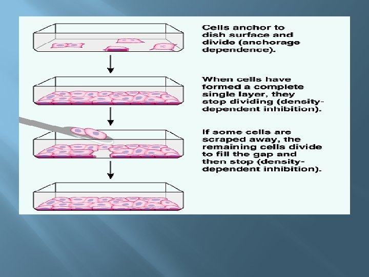 ANIMAL TISSUE CULTURE Lec 4 Animal tissue culture