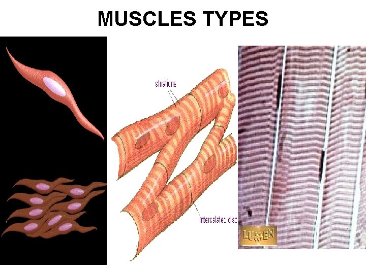 TOPIC Locomotion Aim Explain the structure and functions