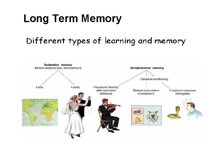 COGNITIVE SCIENCE 17 Can You Remember My Name