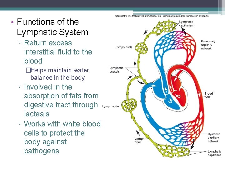 Lymphatic System and Disorders BIO 238 Copyright The