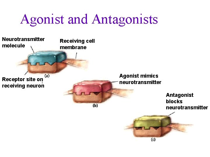 Neural Communication The Nerve Impulse Neural Communication Otto