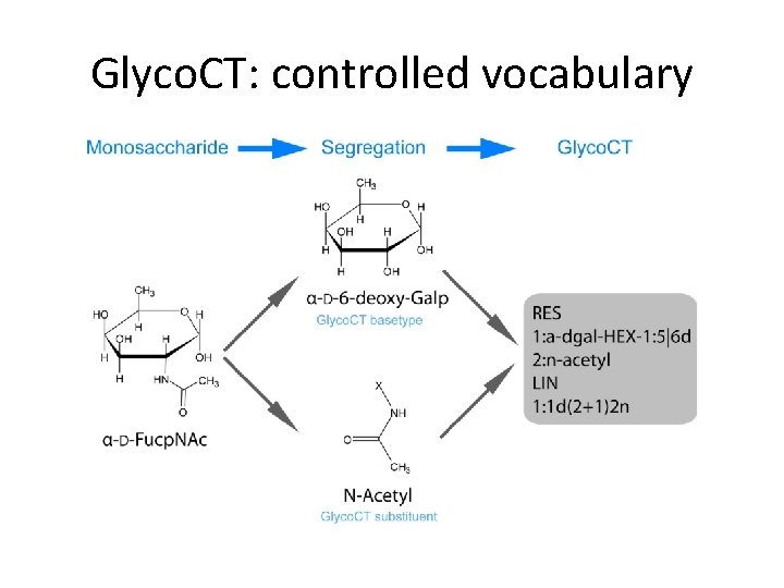 Glycan database Database of molecules Two models of