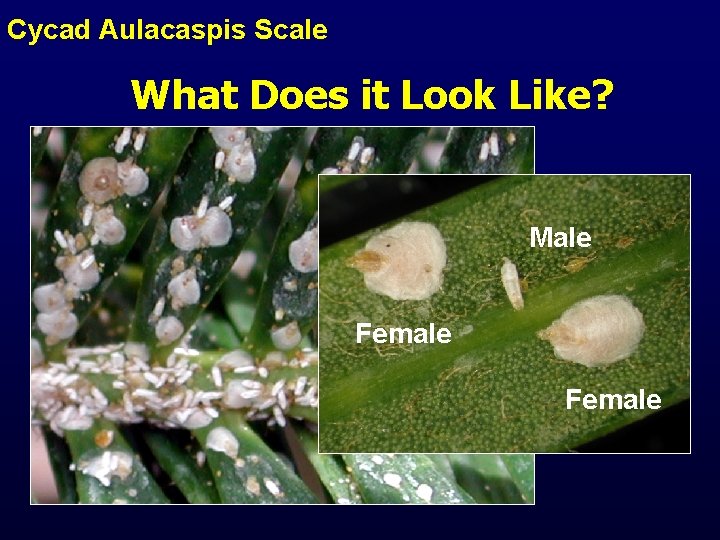 Cycad Aulacaspis Scale What is it Aulacaspis yasumatsui