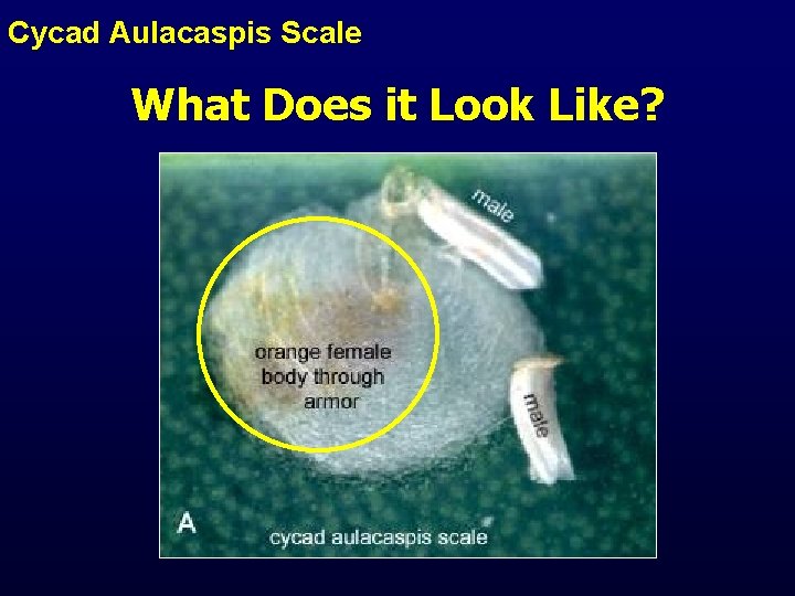 Cycad Aulacaspis Scale What is it Aulacaspis yasumatsui