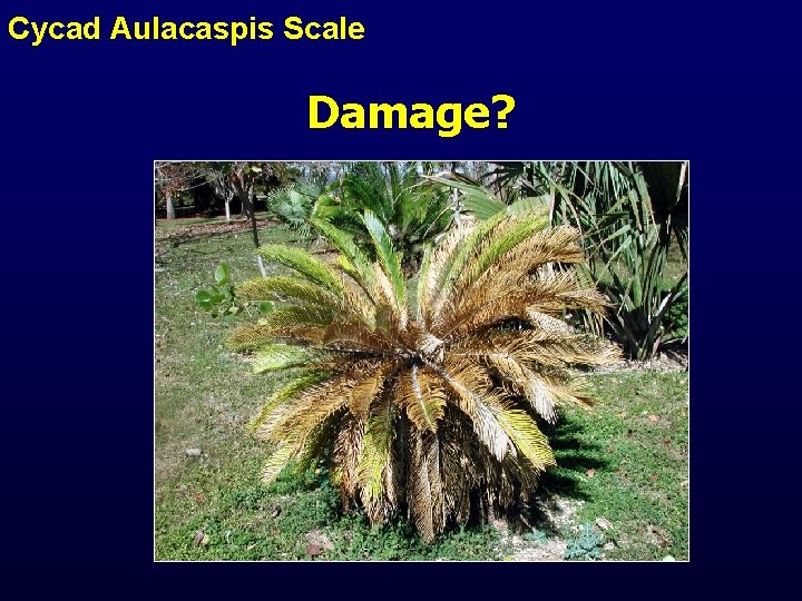 Cycad Aulacaspis Scale What is it Aulacaspis yasumatsui