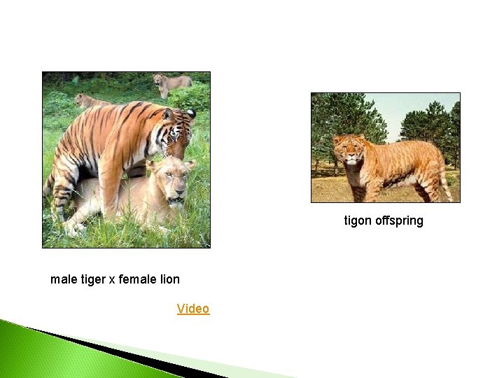 There are 8 things that all Biotic organisms