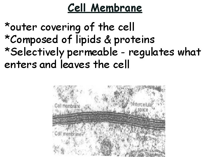 Section 5 2 5 3 Organelles Animal Cell
