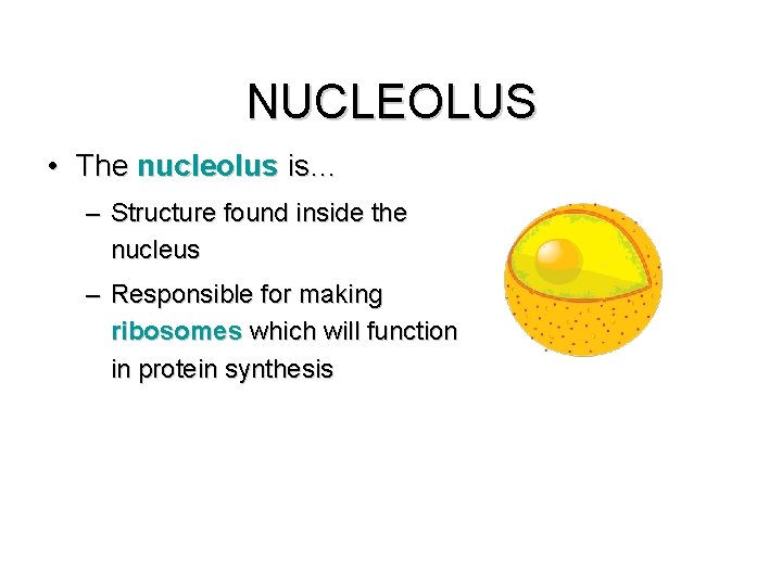 Section 5 2 5 3 Organelles Animal Cell