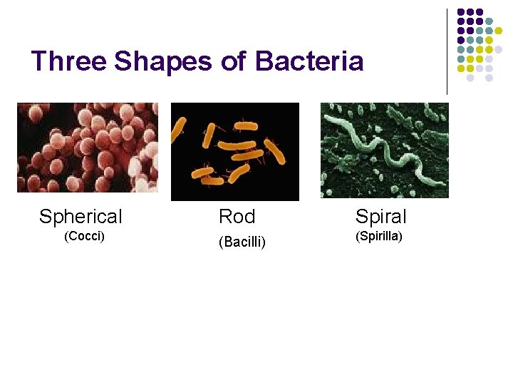 Bacteria Mr J Objective for this section copy