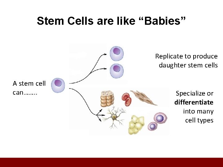 Cancer Lesson 2 4 How are cell activities