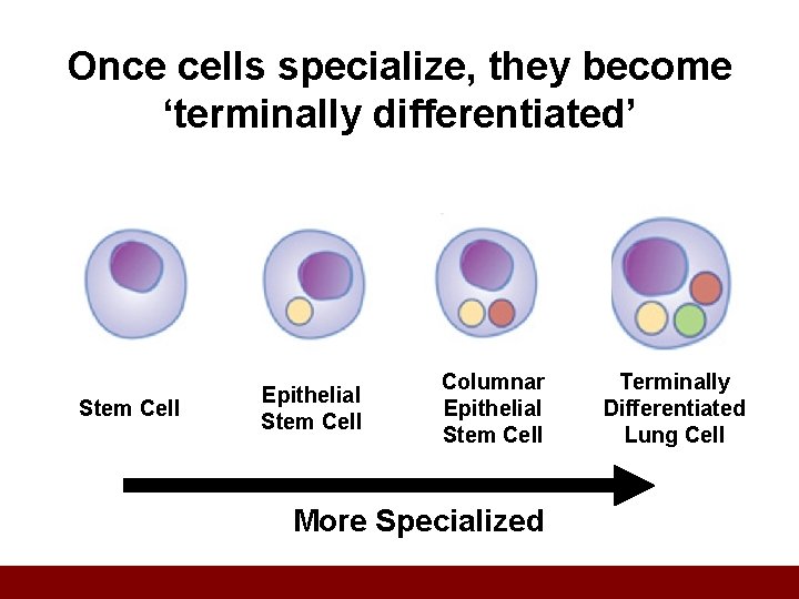 Cancer Lesson 2 4 How are cell activities
