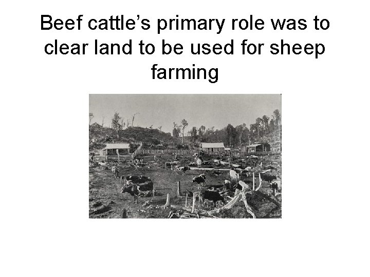 Beef Farming History Introduction of Beef Cattle to