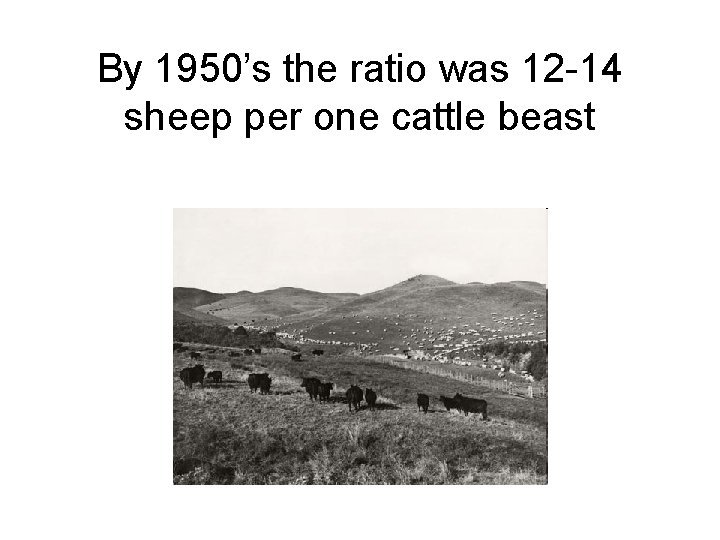 Beef Farming History Introduction of Beef Cattle to