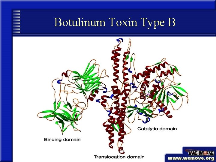 Spasticity Management Chemodenervation Part 5 of 6 www